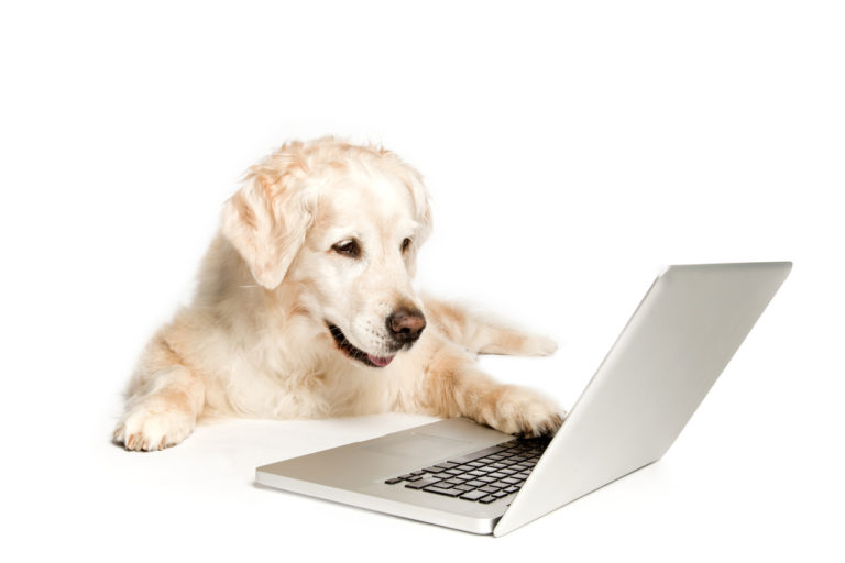 Golden Retriever with computer - Positive Dog Training | Adelaide